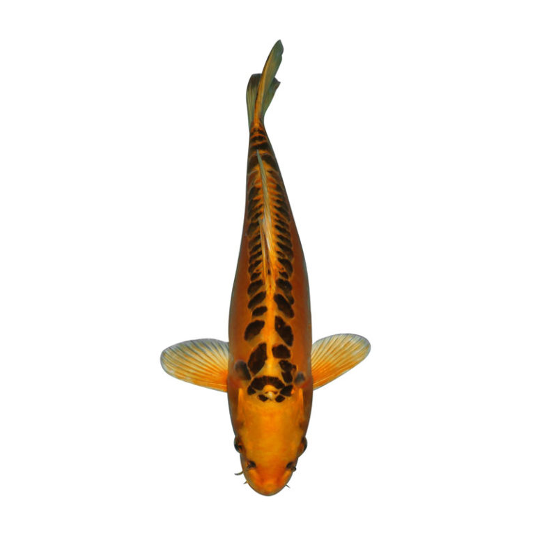 Aka Mizuho Ogon | Superkoi